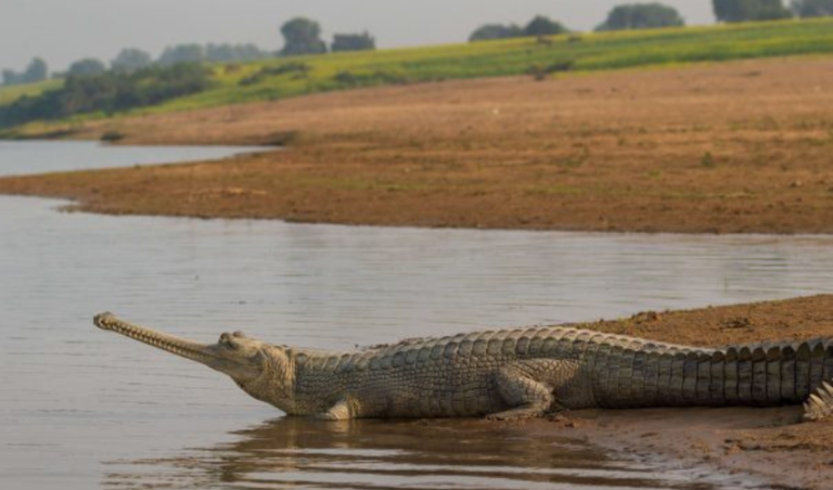 The Kipling Lodge – Nature Kalp